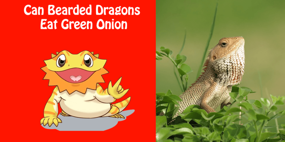 Can Bearded Dragons Eat Green Onion? Unveiling the Leafy Truth