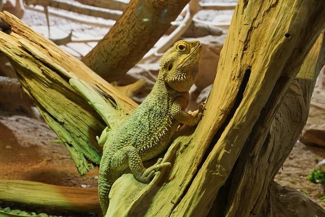 Can Bearded Dragons Eat Green Onion? Unveiling the Leafy Truth